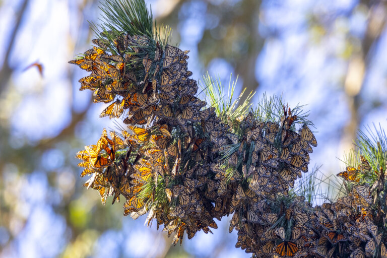 Pacific Grove Monarch Butterfly Sanctuary - Jeffsetter Travel
