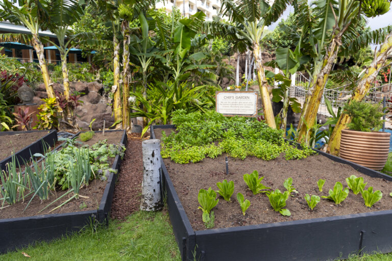 Review: Hyatt Regency Maui - Jeffsetter Travel